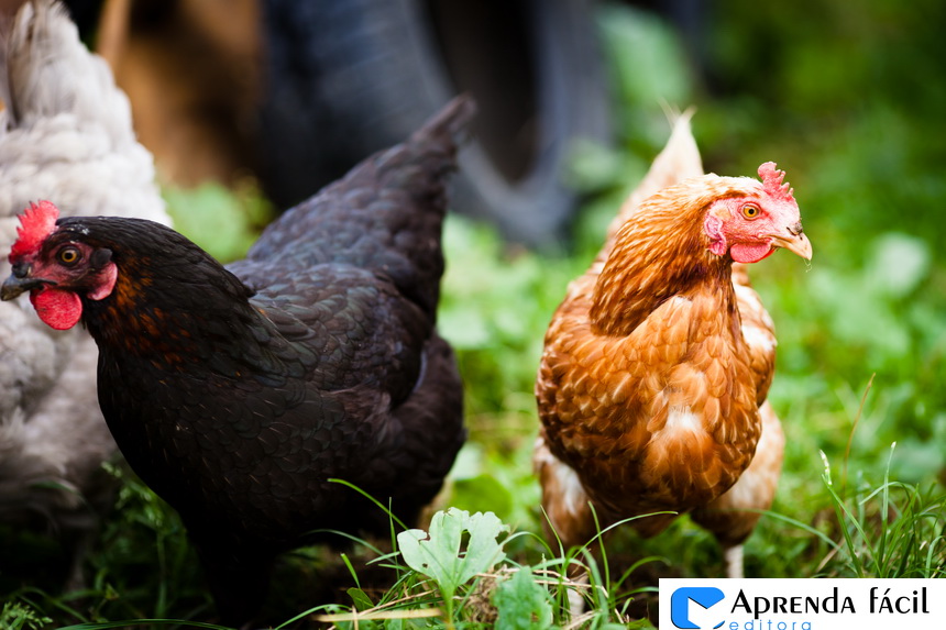 Existem tipos diferentes de criações de frangos? Entenda! | Aprenda ...