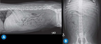 Projeções radiográficas do tórax e abdômen em pequenos animais | VET ...