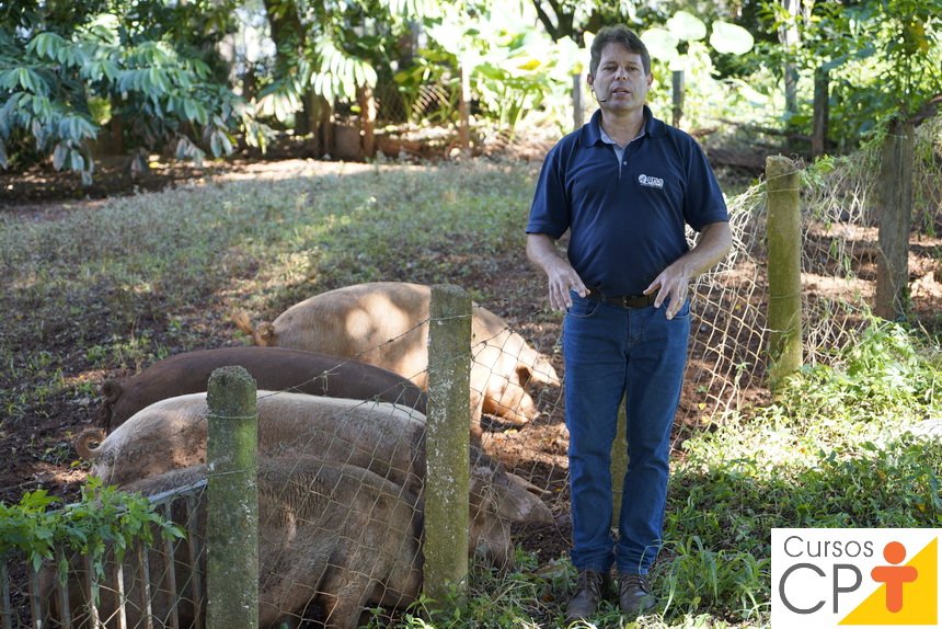 Vai criar suínos gourmet? Conheça o SISCAL! | Artigos | Cursos a ...