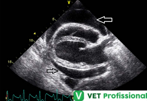 O que é efusão pericárdica e neoplasias cardíacas em cães e gatos | VET ...