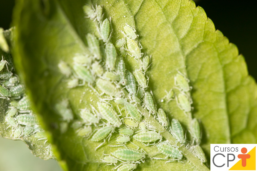 Como evitar que suas plantas sejam atacadas por pragas? | Artigos ...