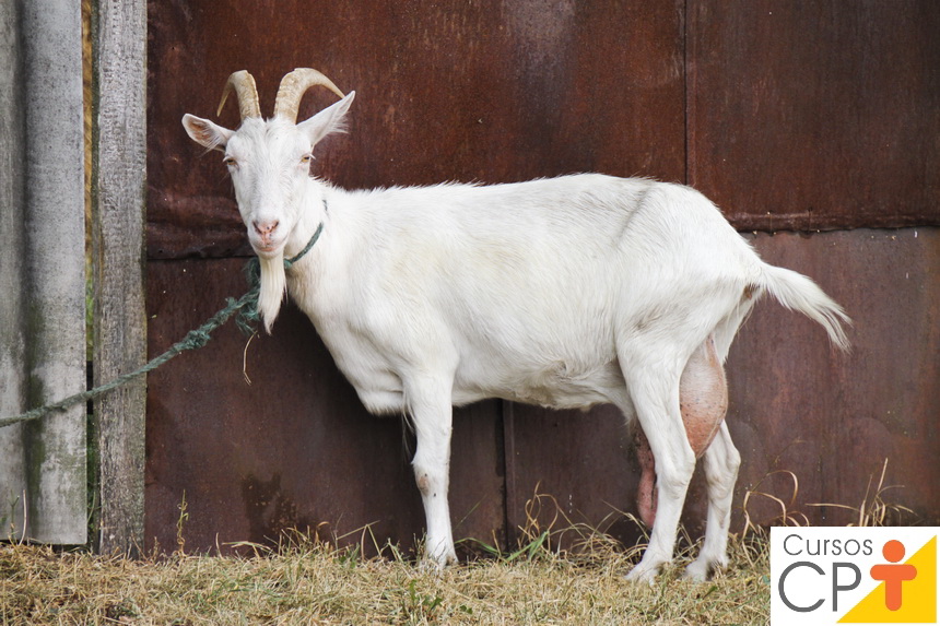 Racas De Cabras Leiteiras