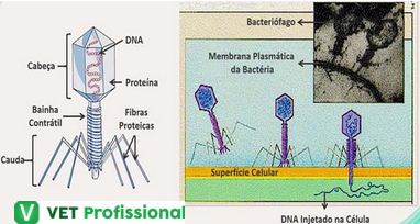 Características gerais dos vírus – aprenda mais sobre esse assunto de ...