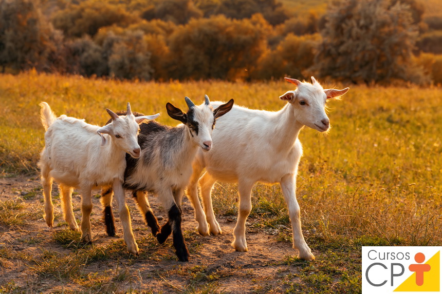 Carne caprina: carne de grande aceitação e alto valor econômico ...