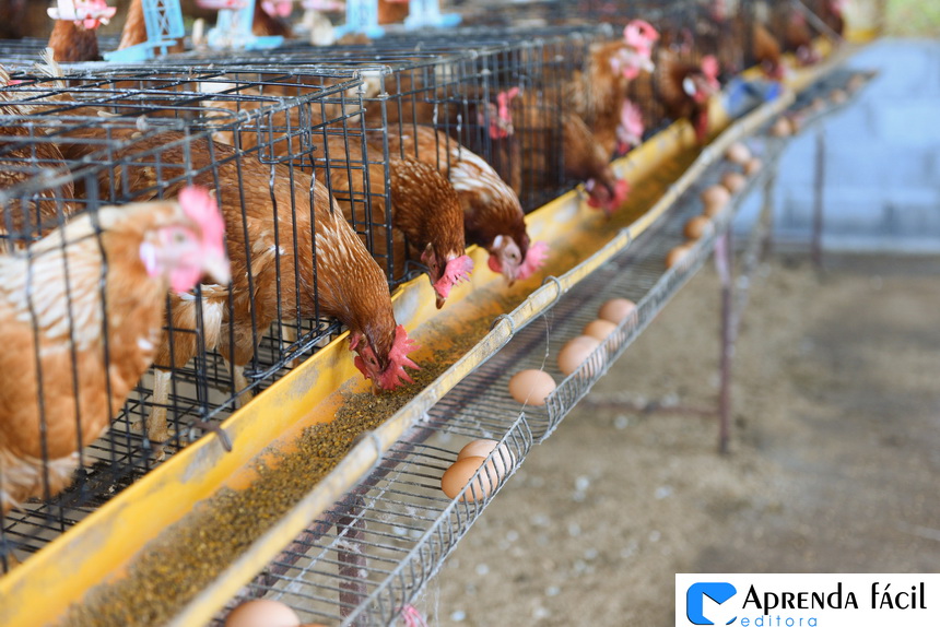 Usar ou não gaiolas para galinhas poedeiras? | Aprenda Fácil Editora - AFE