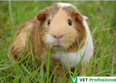 Lagomorfos e pequenos roedores – cuidados no manejo do seu pet | VET ...