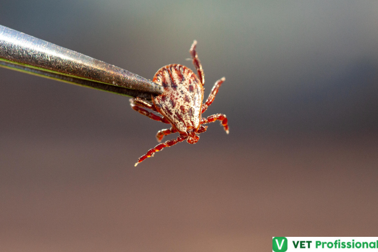 Carrapatos Aracnideos ENEM (2020) Aranhas, Escorpiões, Carrapatos E