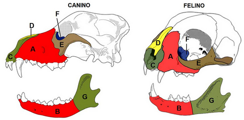 Anatomia oral de cães e gatos: estrutura óssea e dentária | VET ...