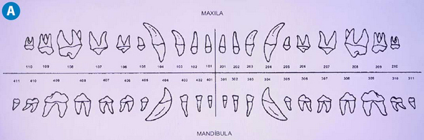 Anatomia oral de cães e gatos: estrutura óssea e dentária | VET ...