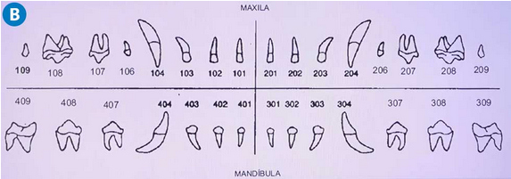 Anatomia oral de cães e gatos: estrutura óssea e dentária | VET ...