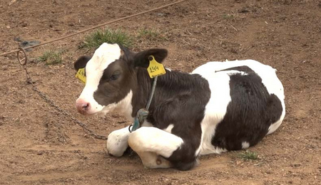 Tristeza parasitária: umas das principais patologias em bezerros | VET ...
