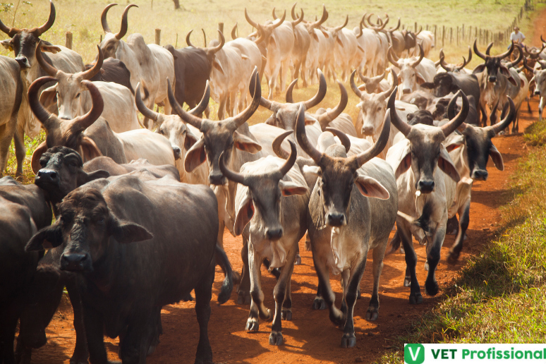 Descorna: a importância do protocolo anestésico | VET Profissional