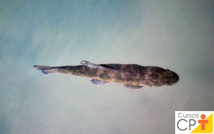 Você conhece a traíra e o trairão? | Artigos | Cursos a Distância CPT