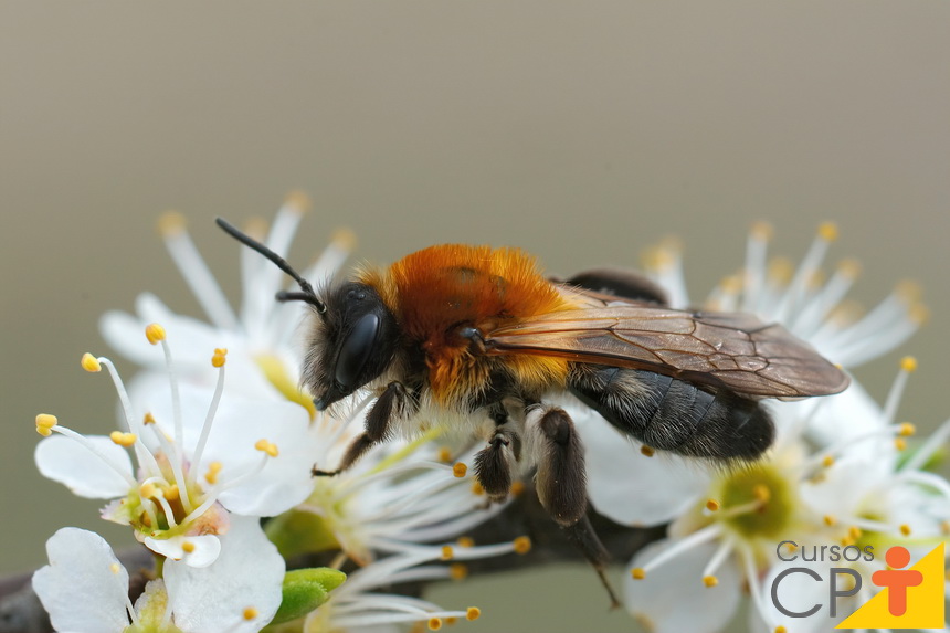 Plantas tóxicas para abelhas? Entenda! | Artigos | Cursos a Distância CPT