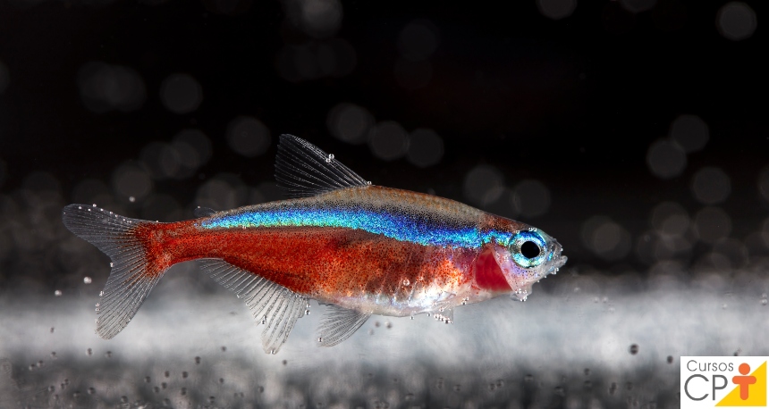 5 peixes para o seu aquário | Criação de Peixes