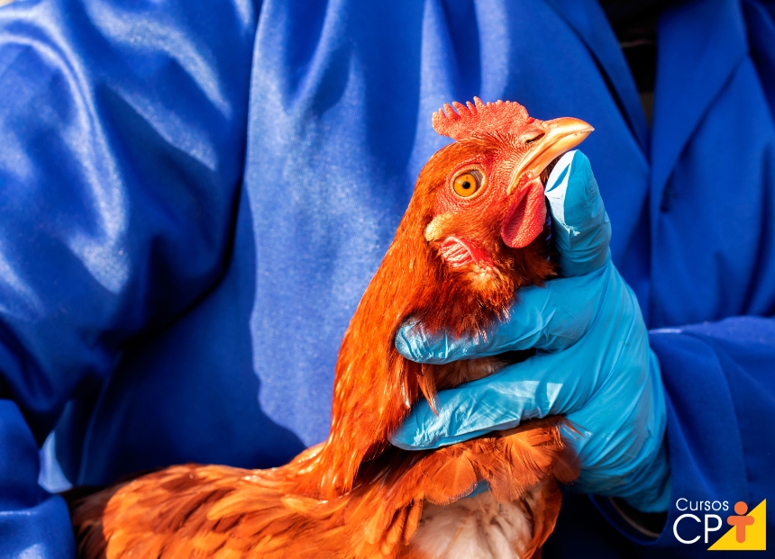 Coriza infecciosa na granja? Cuidado, sinal de prejuízo! | Cursos a ...