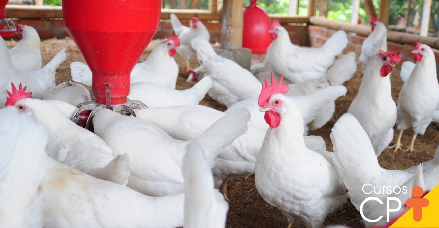 Criação de frango de corte. Quais as vantagens? Eu te explico | Cursos ...