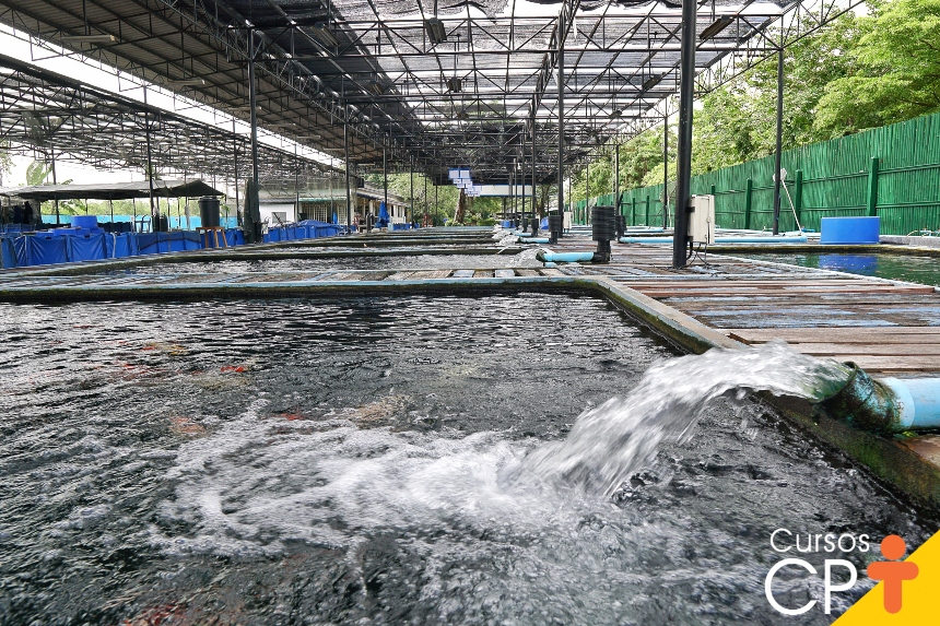 O que é o sistema de recirculação de água (RAS)? E como funciona ...