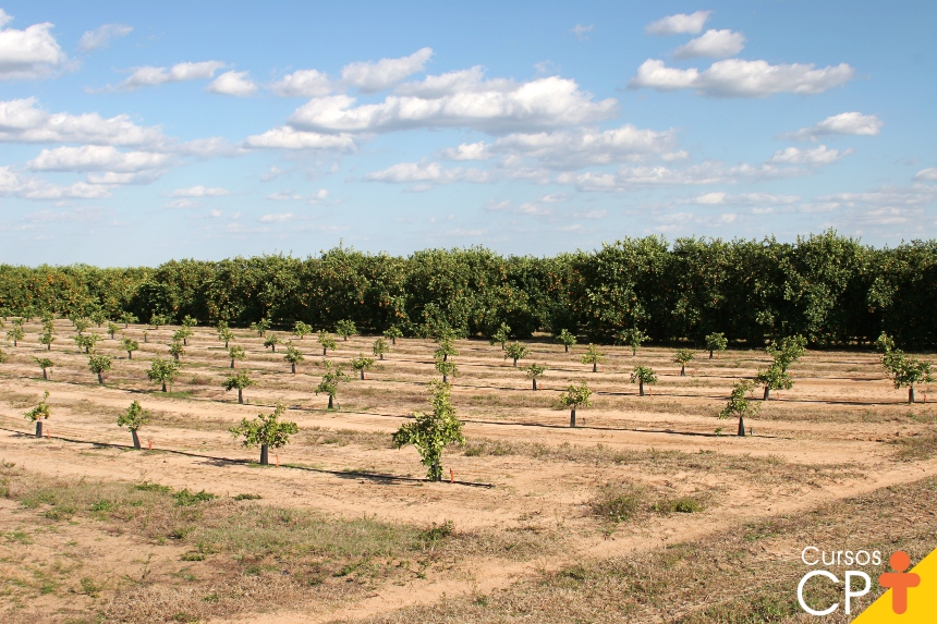 Como é feito o planejamento do pomar e as escolhas das espécies ...
