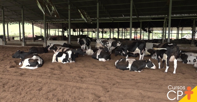 Compost Barn: veja os 5 requisitos básicos para uma ótima instalação ...
