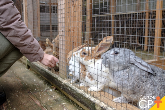 Veterinário: você sabe o que é CONCEA e CEUAs? Irei te explicar ...