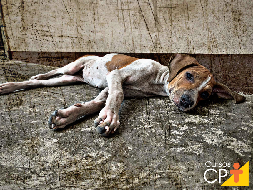 Parasitos hermafroditas? Platelmintos! | Cursos a Distância CPT