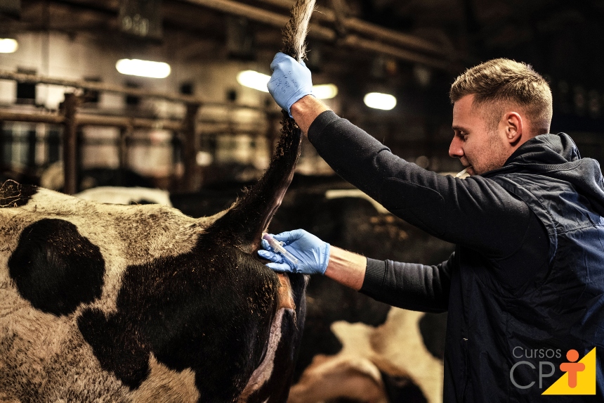 Monta natural x inseminação artificial em bovinos. Qual o melhor ...