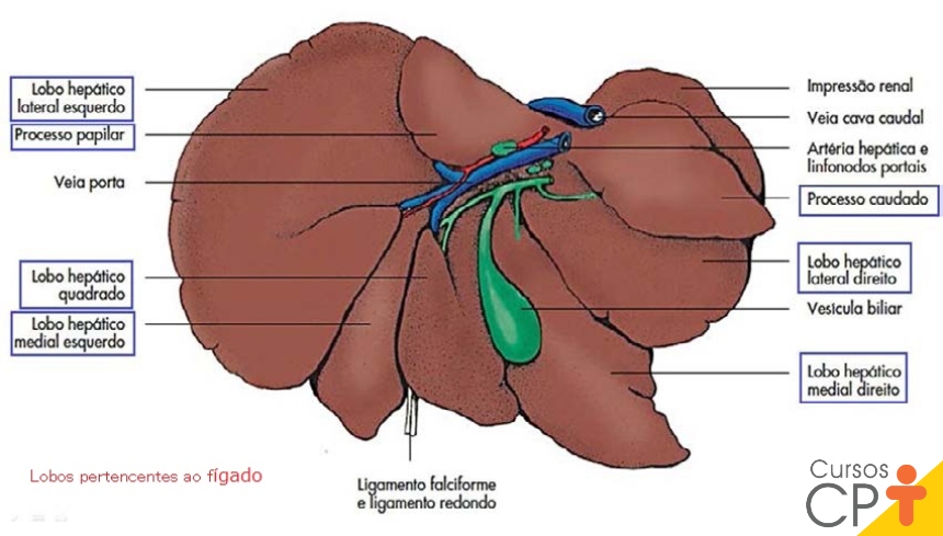 Veterinário: como avaliar o fígado em animais: radiografia ou ultrassom ...