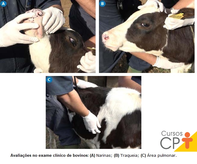 Por que o bezerro tem mais facilidade em ter problema respiratório ...