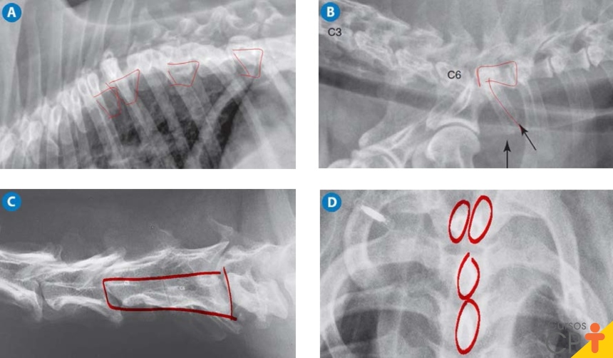 Imagens De Raio X De Animais Raio X Com Sedação: Conforto Para Cães