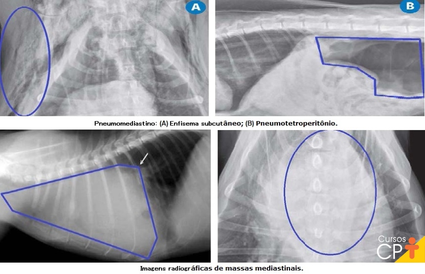 Pneumotórax em animais: como diagnosticar e tratar? | Cursos a ...