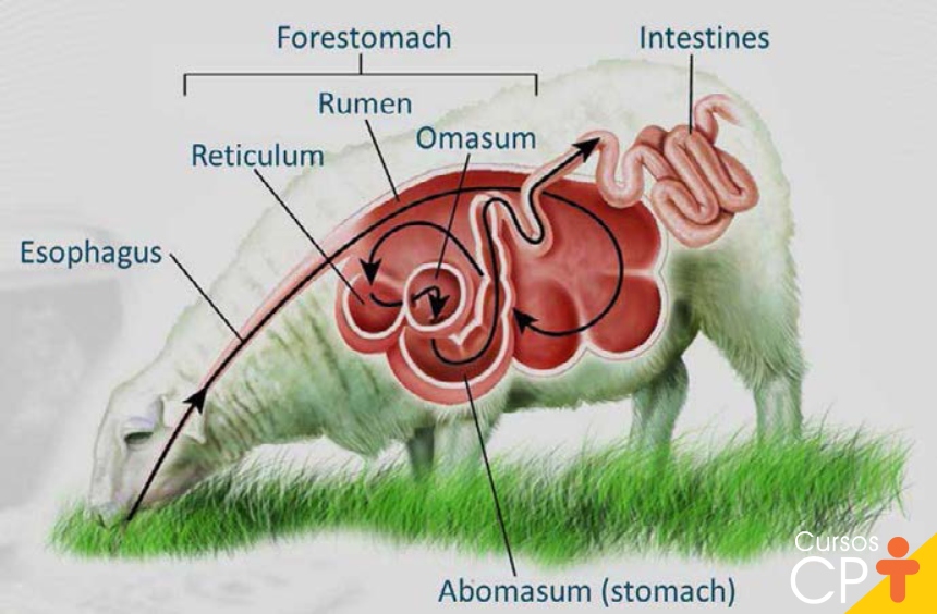 Ultrassonografia no sistema gastrointestinal de ovinos e caprinos ...
