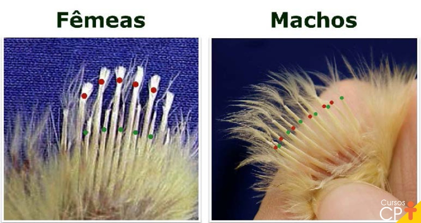 Avicultor: você sabe como identificar pintinhos machos e fêmeas ...