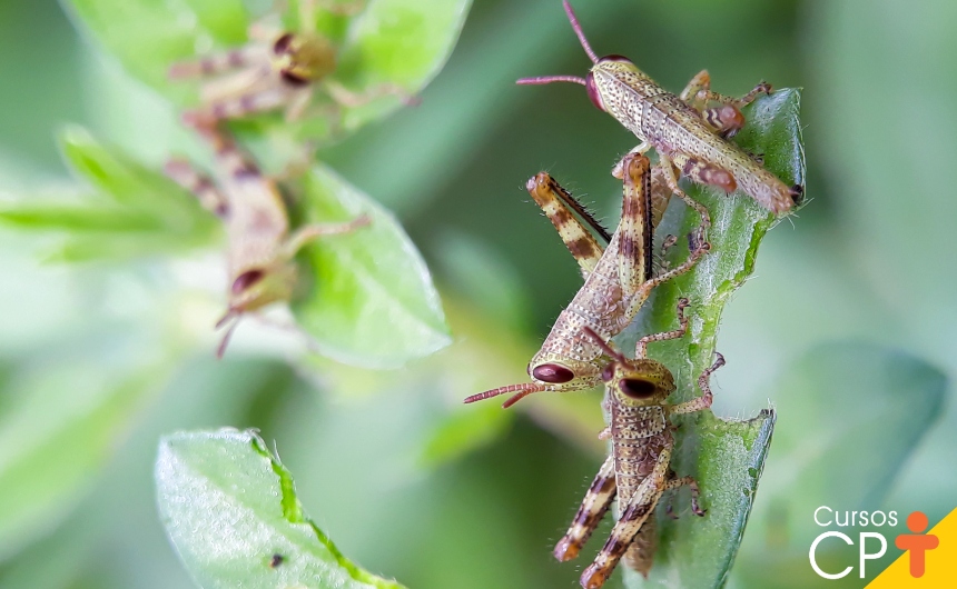 Pragas e doenças em pastagens. Prepare-se para estes desafios | Cursos ...