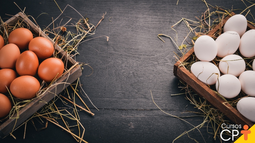 Mito ou verdade: ovos vermelhos são mais nutritivos que os ovos brancos ...