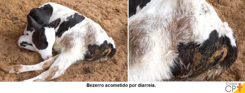 Quais são os cuidados necessários com os bezerros recém-nascidos ...