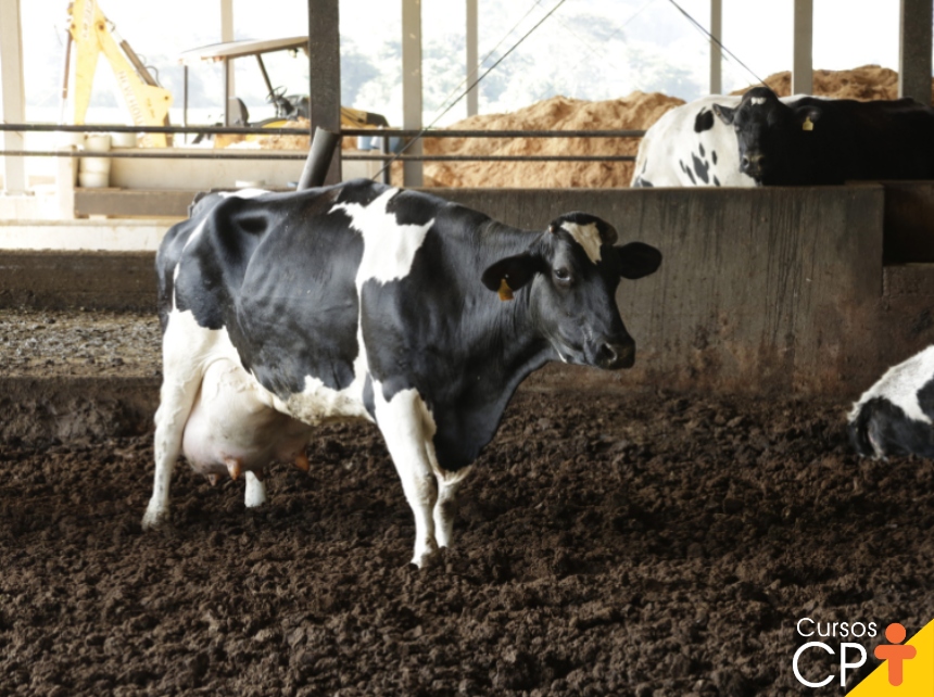 Qual a diferença do Free Stall e Compost Barn? | Cursos a Distância CPT