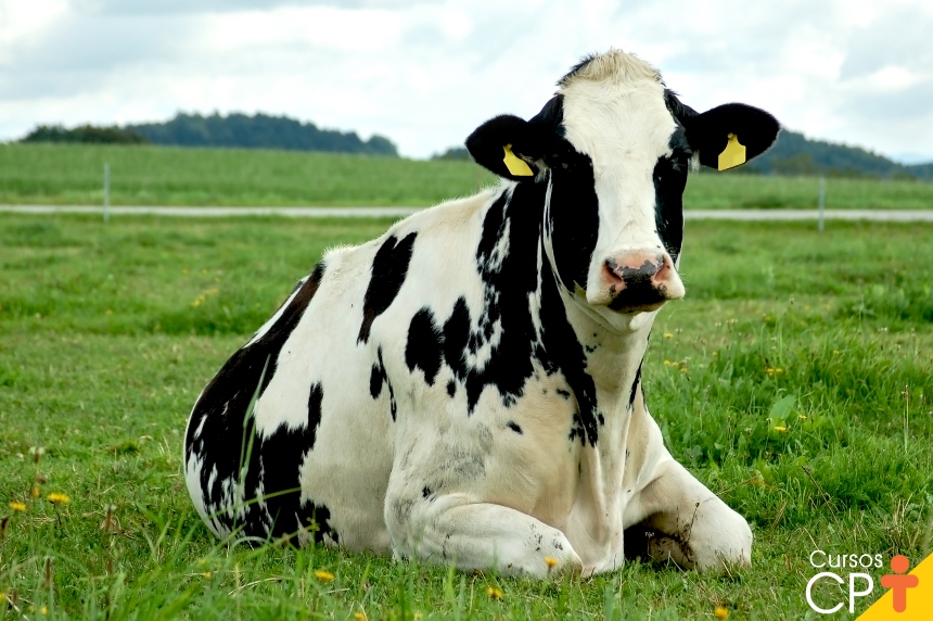 Vaca em pré-parto? Aqui os principais cuidados e manejo. Parte 1 ...