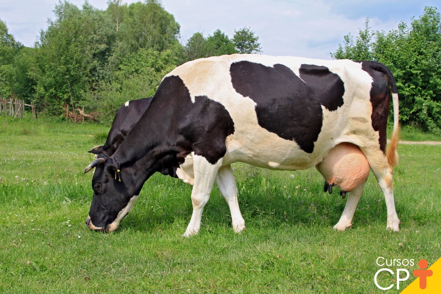 Vaca em pré-parto? Aqui os principais cuidados e manejo. Parte 2 ...