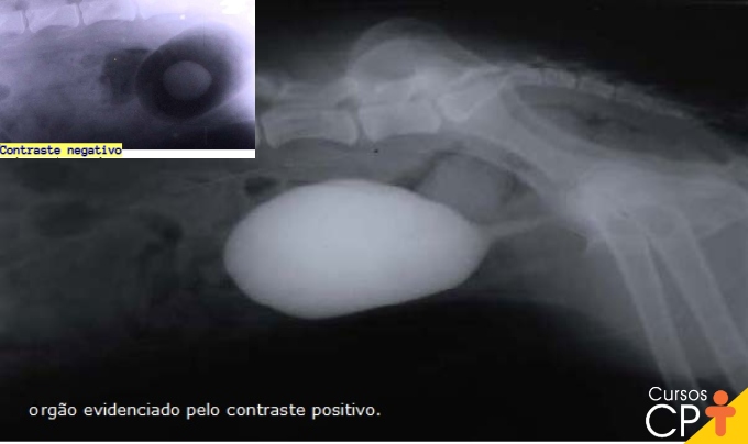 Como os contrastes radiográficos beneficiam a radiologia veterinária ...