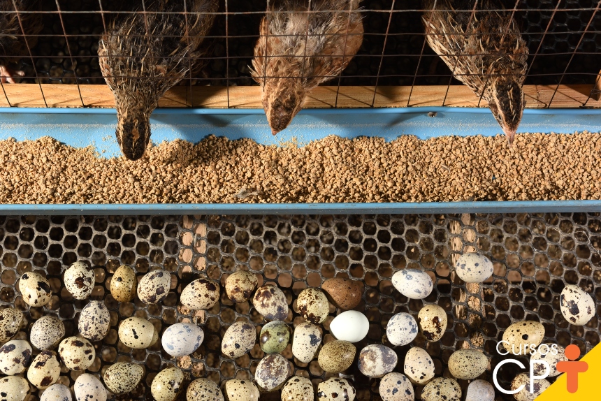 Você conhece os segredos da criação de codornas para recria e ...