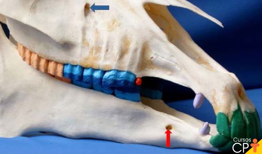 Por que entender a anatomia facial dos equinos é tão importante ...
