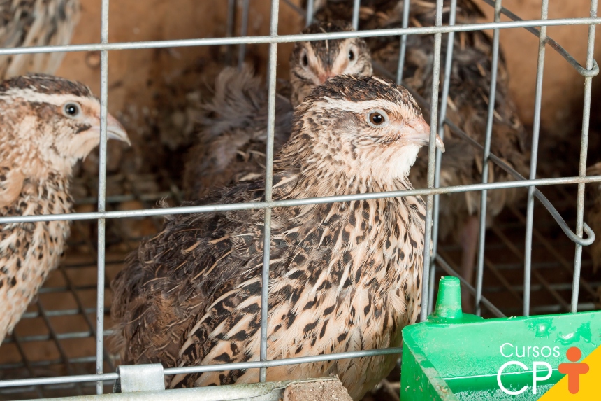 Como planejar instalações para criar codornas com sucesso? | Artigos ...