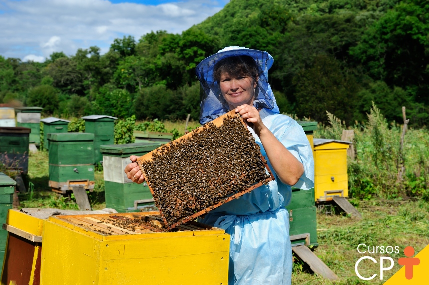 Ilustracao De Colmeia De Abelha 100 Melhor Ideia De Colmeias De