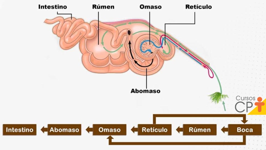 Como o rúmen contribui para a digestão na nutrição dos bovinos de corte ...
