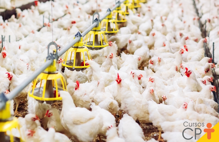 Frango de corte: qual a melhor localização para instalação de uma ...