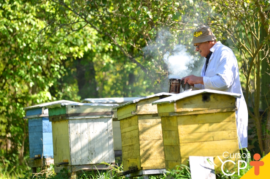 Como é o planejamento e a implementação de um apiário? | Cursos a ...