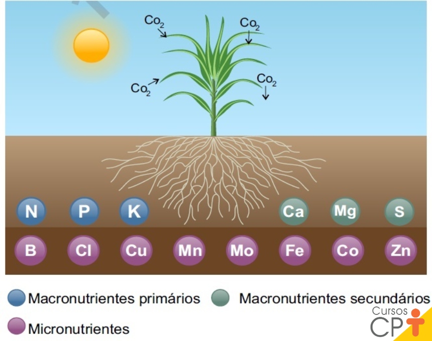 Como a análise do solo ajuda no crescimento das plantas? Eu te explico ...