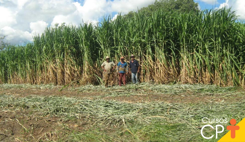 Qual é a melhor forma de utilizar a capineira para bovinos? | Artigos ...