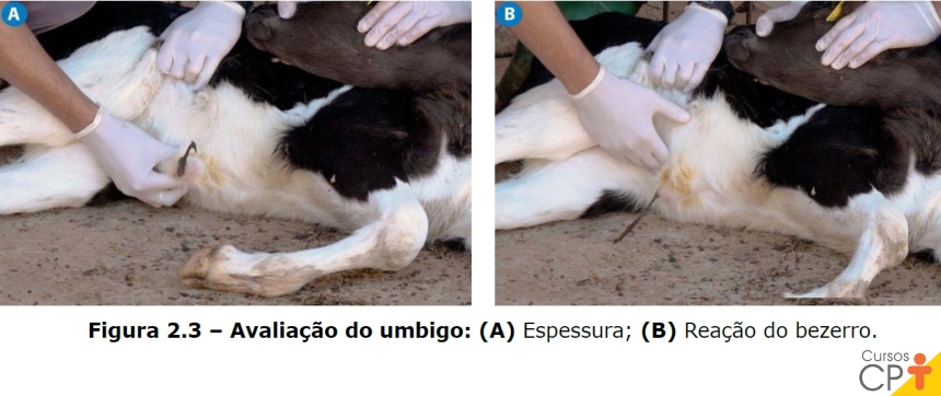 Como prevenir enfermidades relacionadas ao umbigo dos bezerros ...